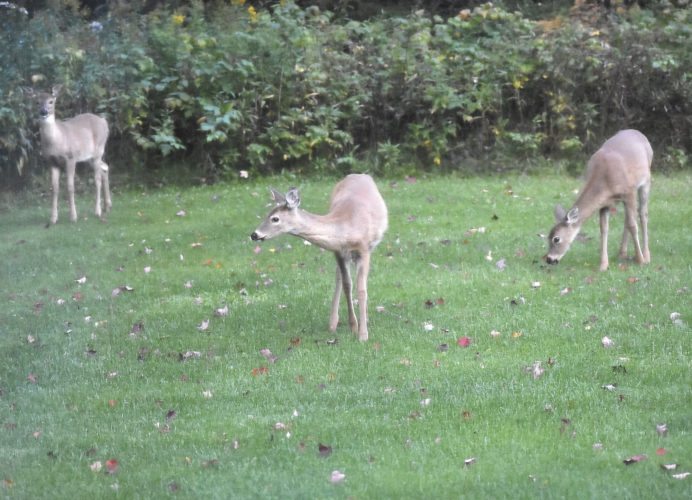 As seasons change, so do deer coats | News, Sports, Jobs - The Daily News